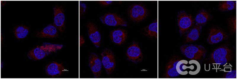 FISH染色实验步骤