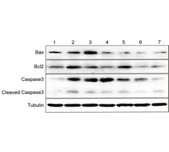 小鼠细胞WB实验