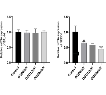 小鼠组织QPCR实验