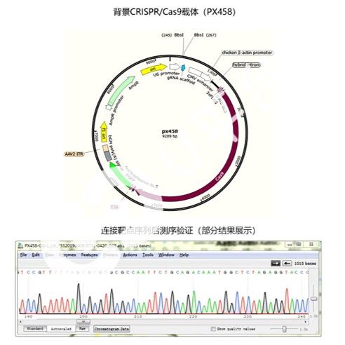 【官网】普拉特泽-专业医学生物实验_医学整体课题实验外包